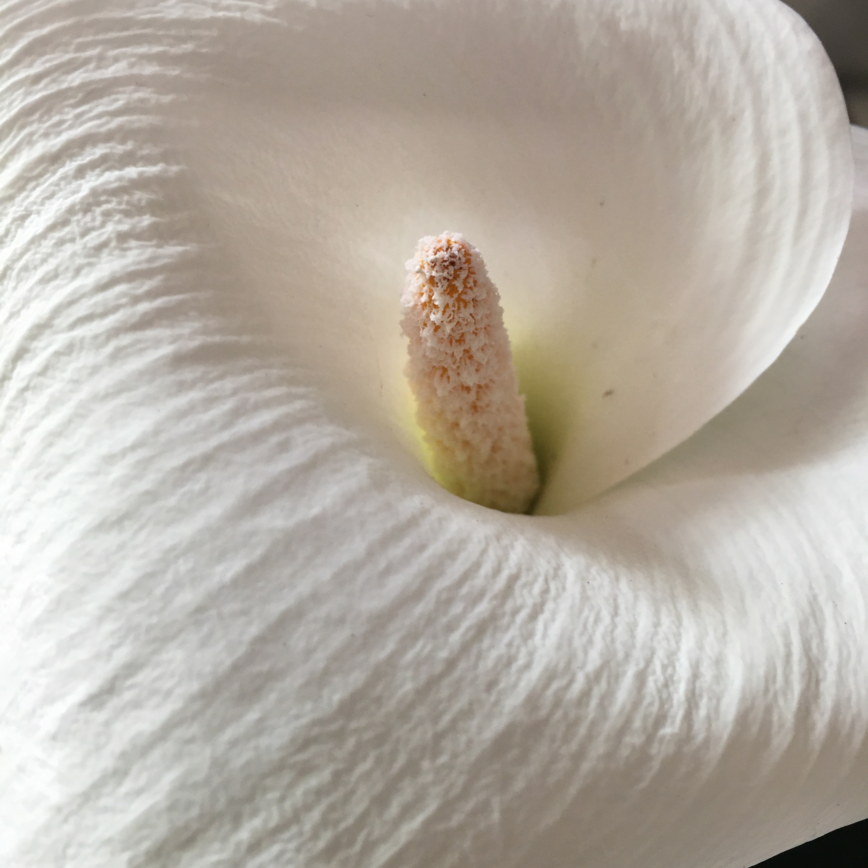 Angela Lansbury: An Appreciation – Deb McCaskey